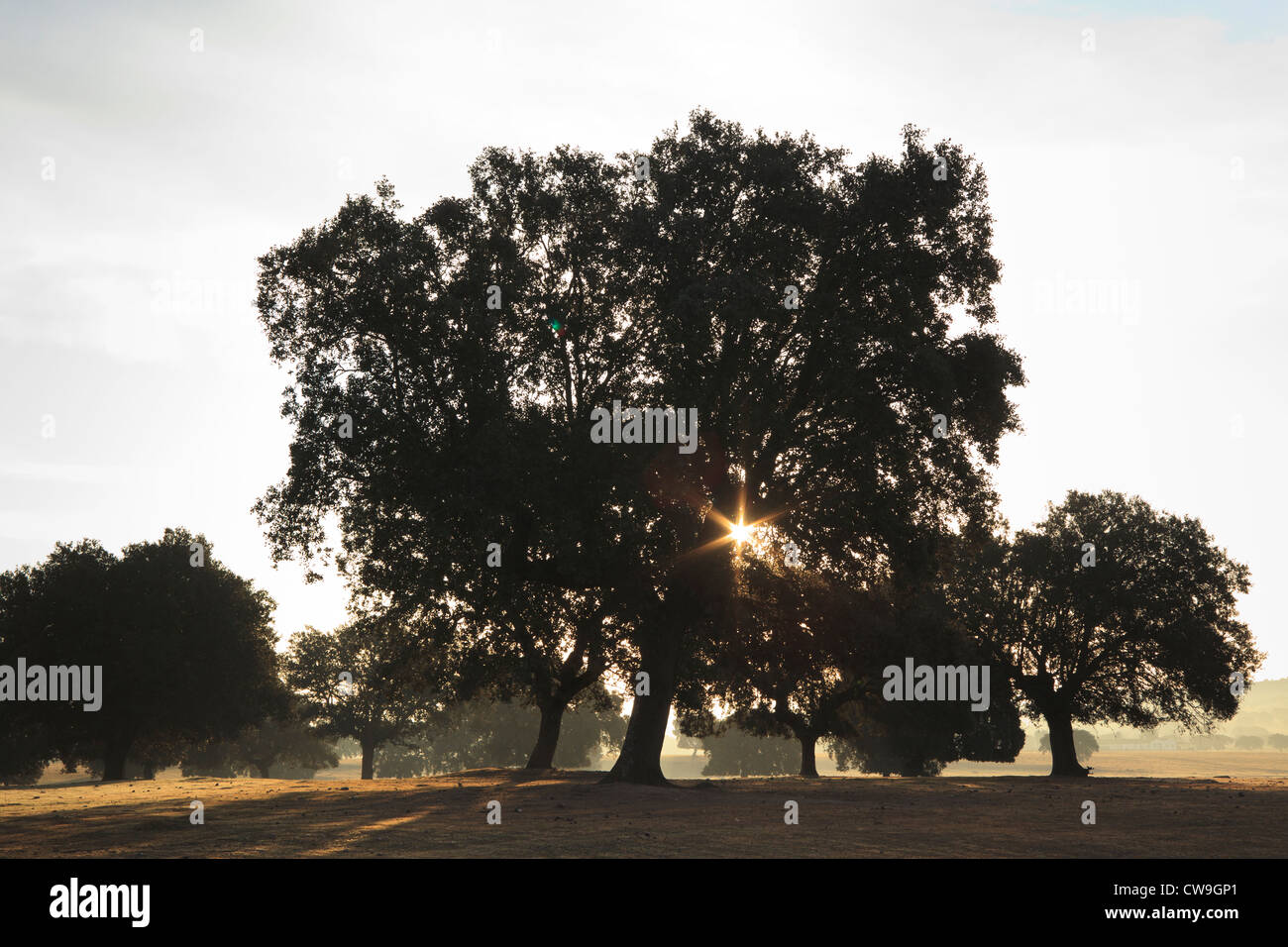 Holm Oak Trees (Quercus ilex) in dehesa habitat. Extremadura. Spain ...