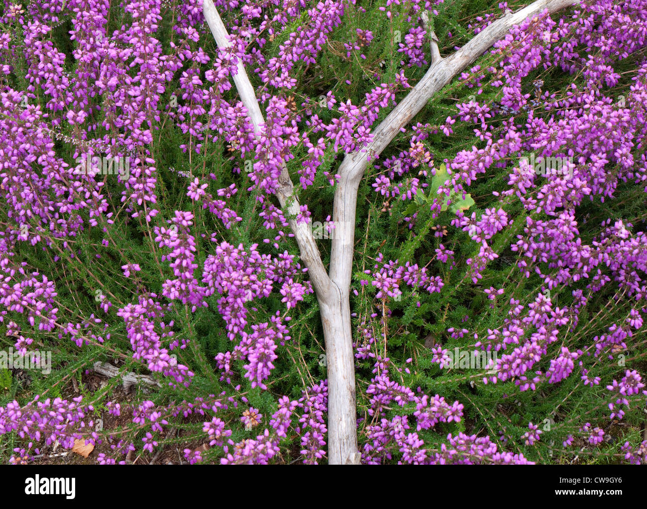 wild heather and weathered tree branch Stock Photo - Alamy