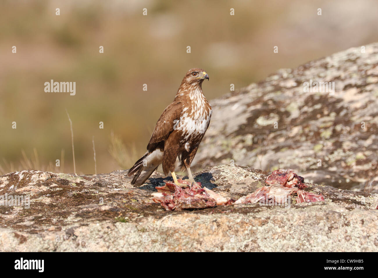Common Buzzard (Buteo buteo) feeding on chicken carcass. Extremadura ...