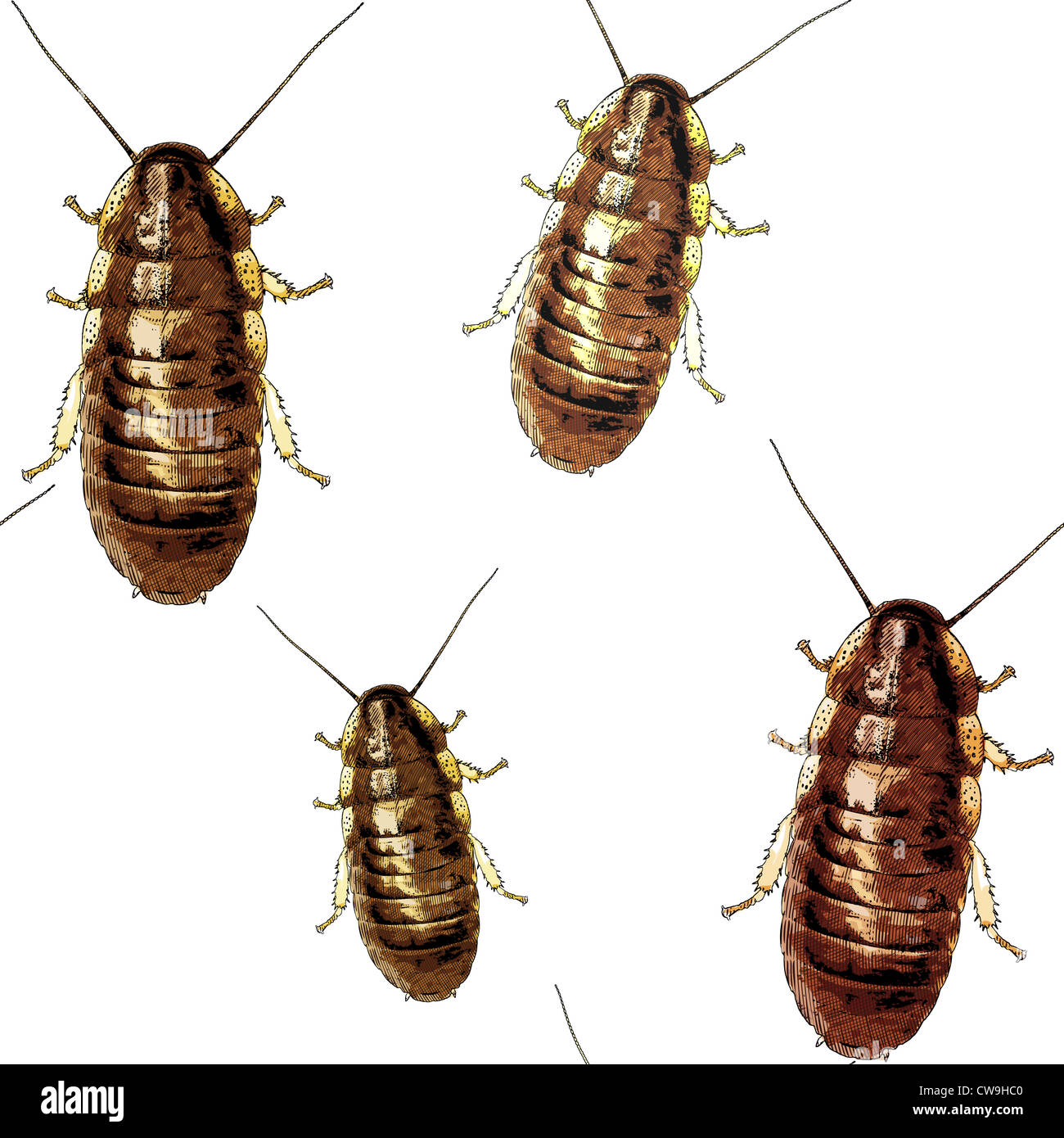Cockroaches drawing hi-res stock photography and images - Alamy