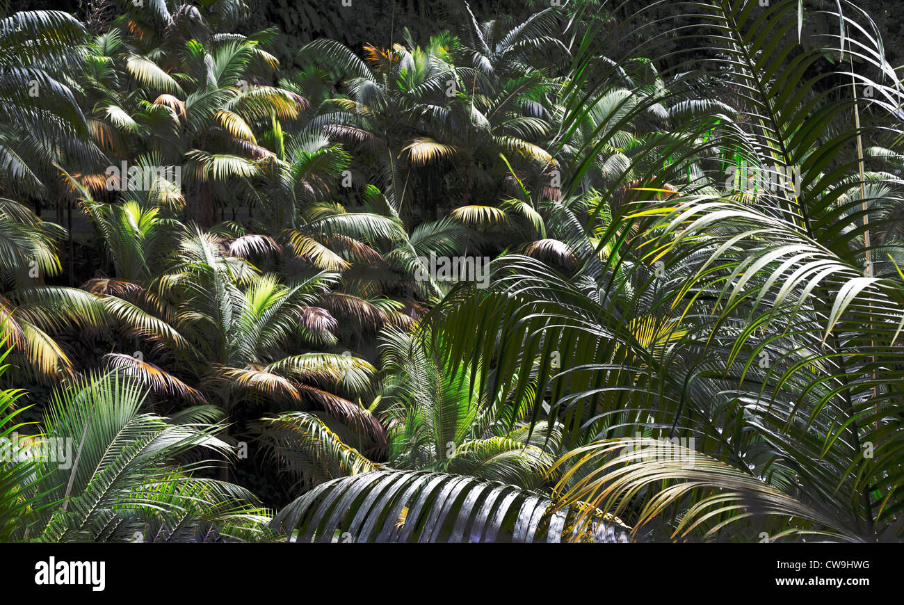 La reunion island tropical hi-res stock photography and images - Alamy