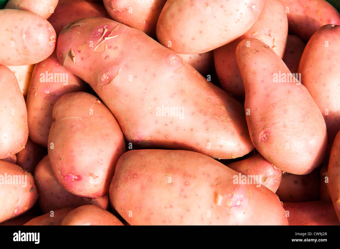 A basket of freshly picked Sarpo Mira potatoes Stock Photo - Alamy