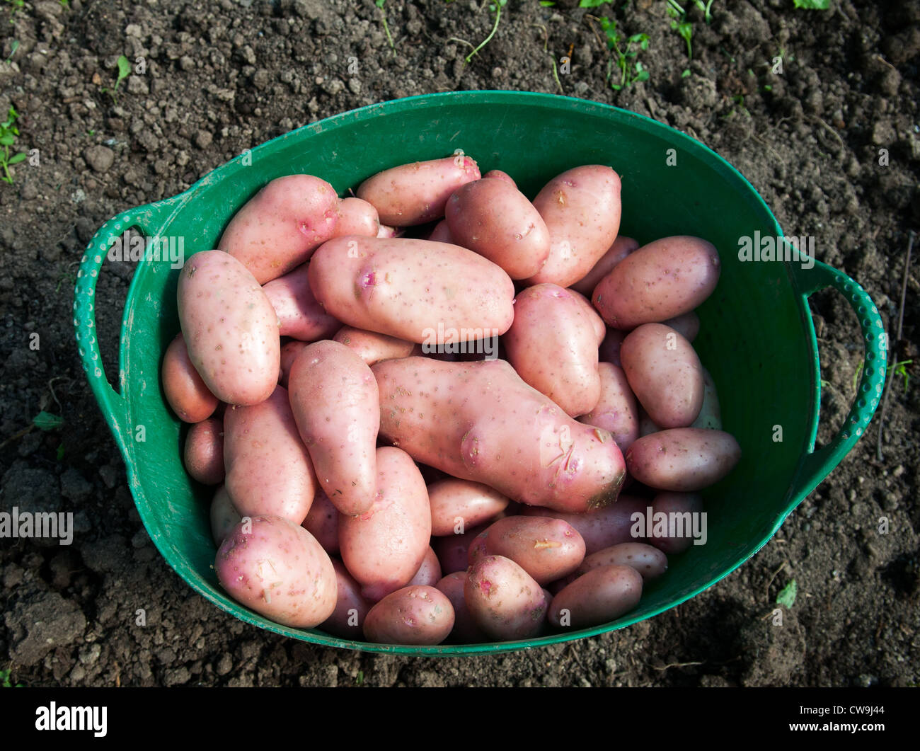 Sarpo mira potatoes hi-res stock photography and images - Alamy