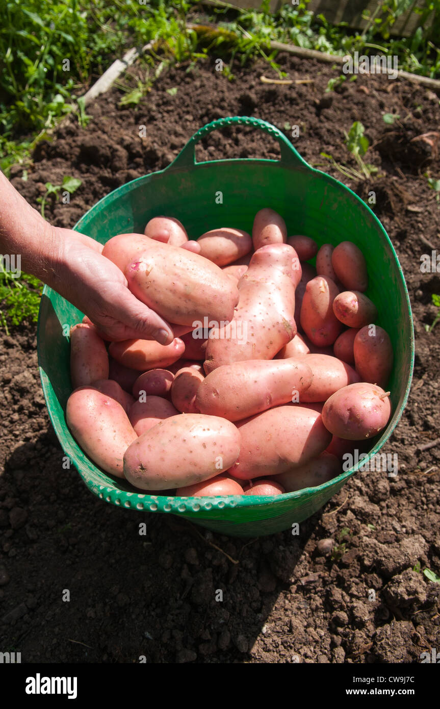 Sarpo mira potatoes hi-res stock photography and images - Alamy