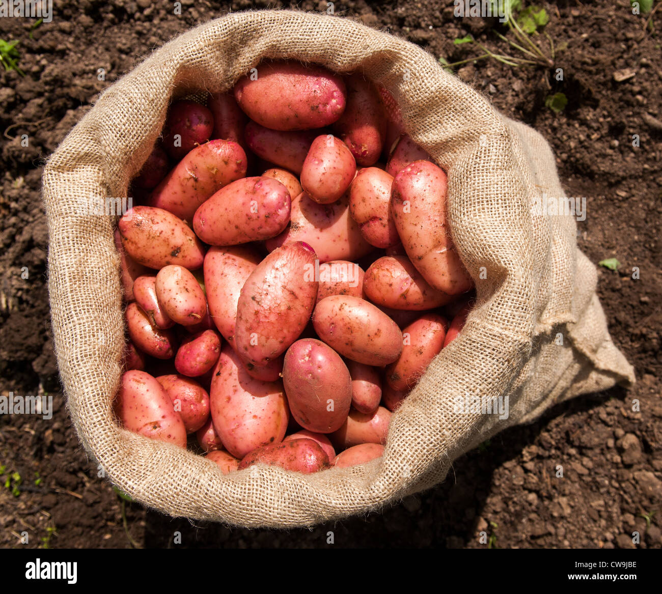 Sarpo mira hi-res stock photography and images - Alamy