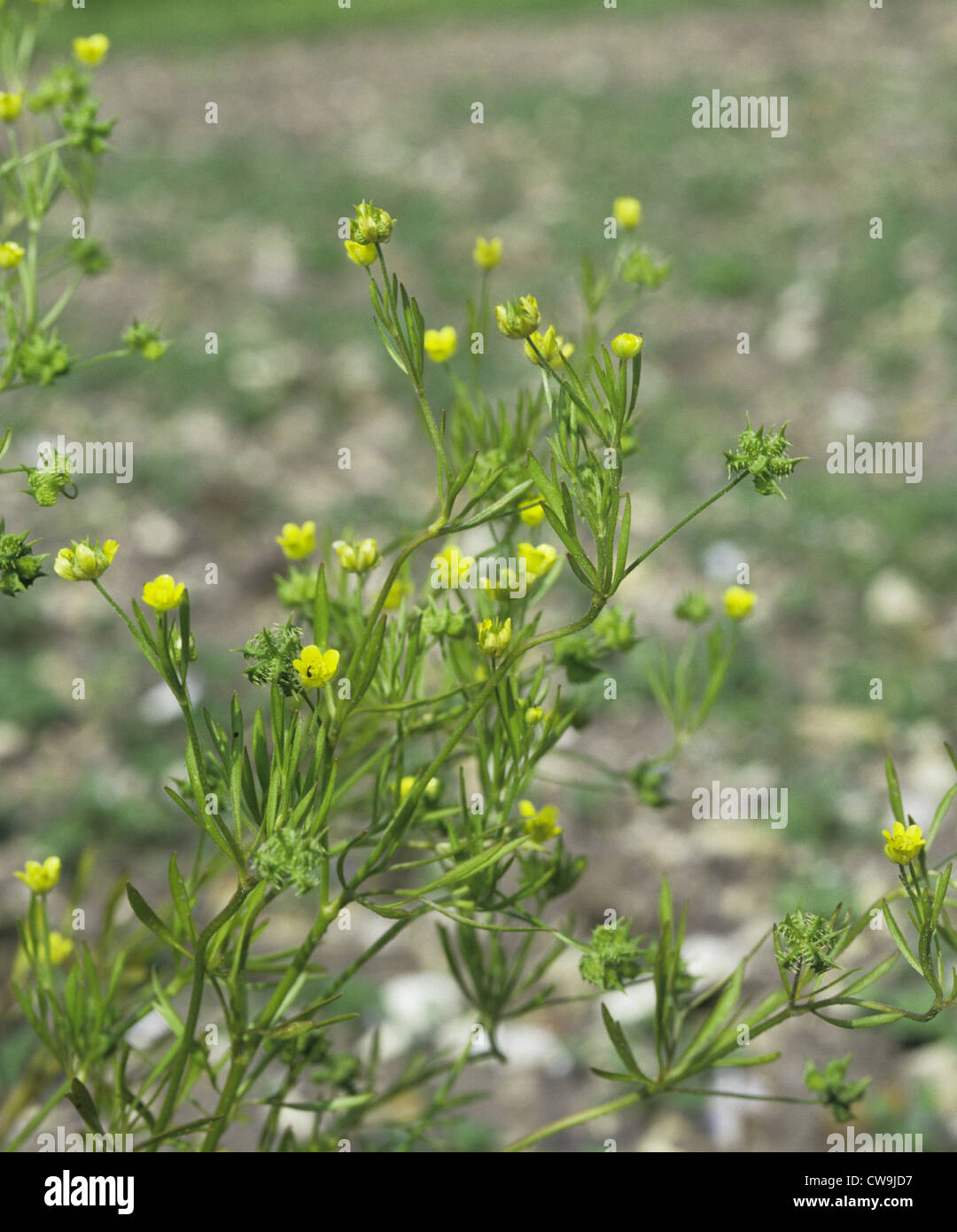 CORN BUTTERCUP Ranunculus arvensis (Ranunculaceae Stock Photo - Alamy