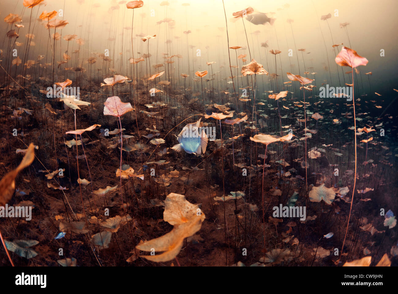 Plant and Fish Life in an Mexican Cenote, Car Wash, Tulum, Quintana Roo ...