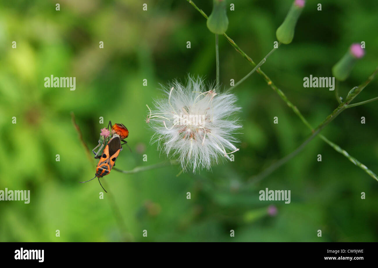 Muyal cheviyan hi-res stock photography and images - Alamy