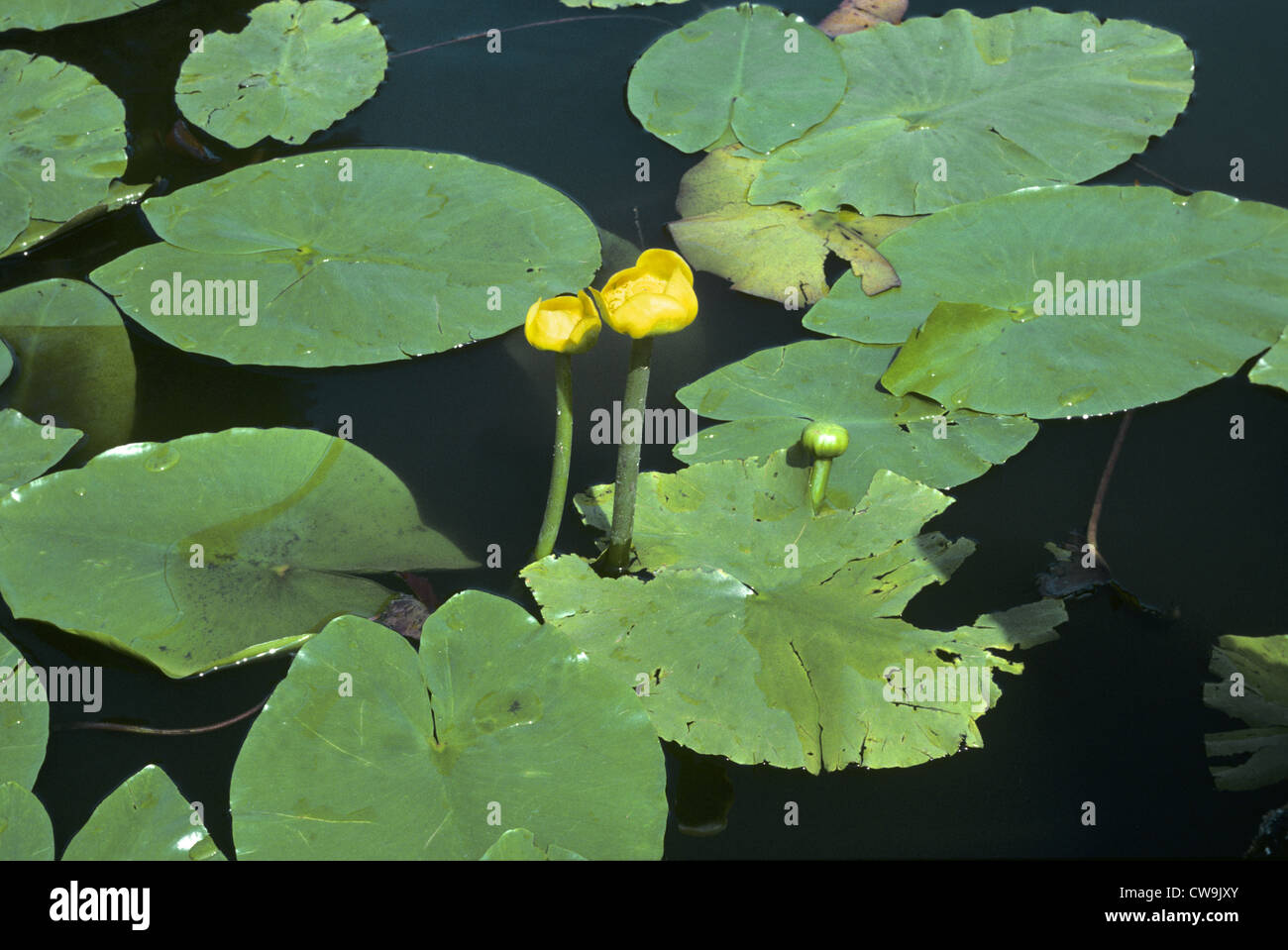 YELLOW WATER-LILY Nuphar lutea (Nymphaeaceae Stock Photo - Alamy