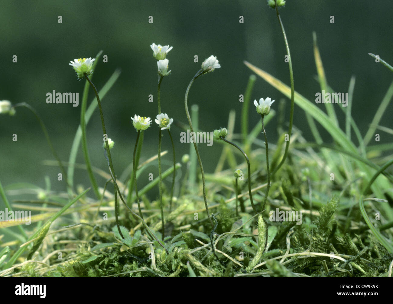 COMMON WHITLOWGRASS Erophila verna (Brassicaceae Stock Photo - Alamy