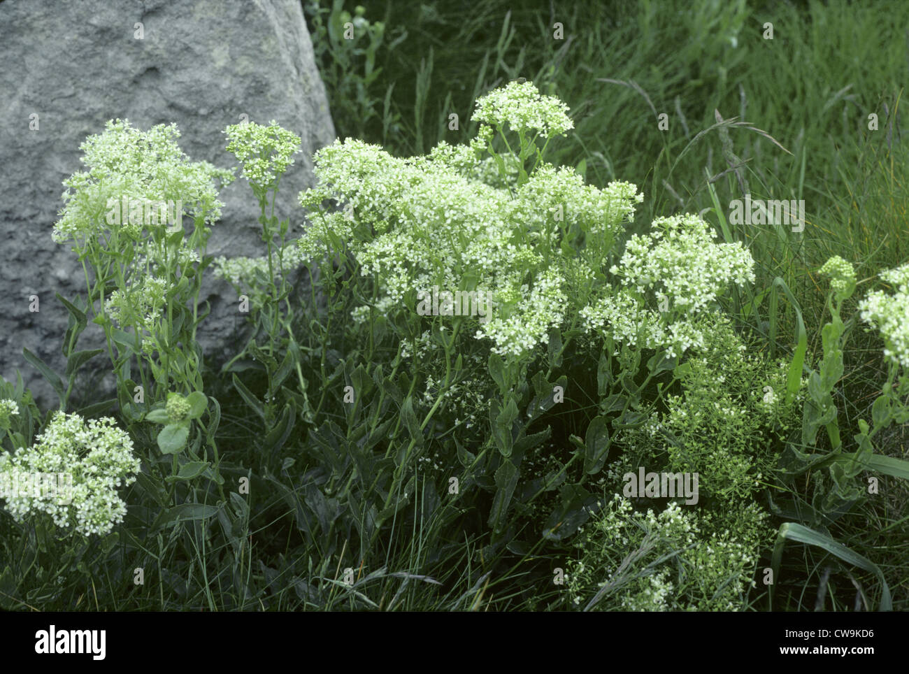 FIELD PEPPERWORT Lepidium campestre (Brassicaceae Stock Photo - Alamy