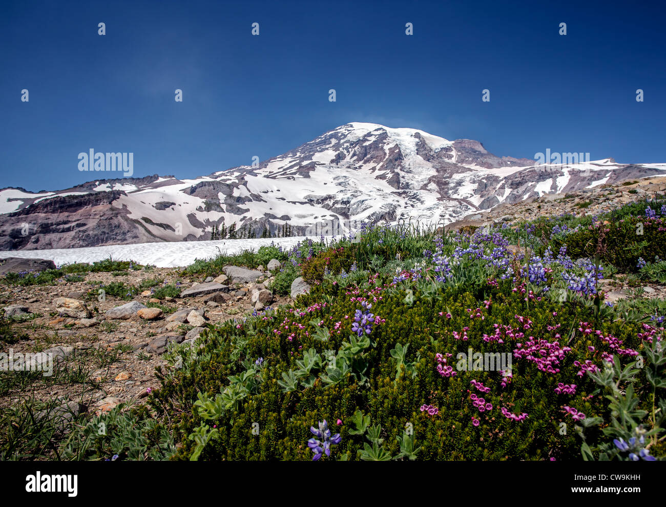 Skyline view with mount rainier hi-res stock photography and images - Alamy