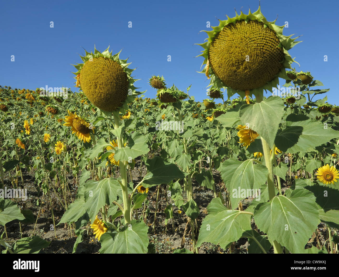 Sunflower plantation in Andalucia, Spain Stock Photo - Alamy