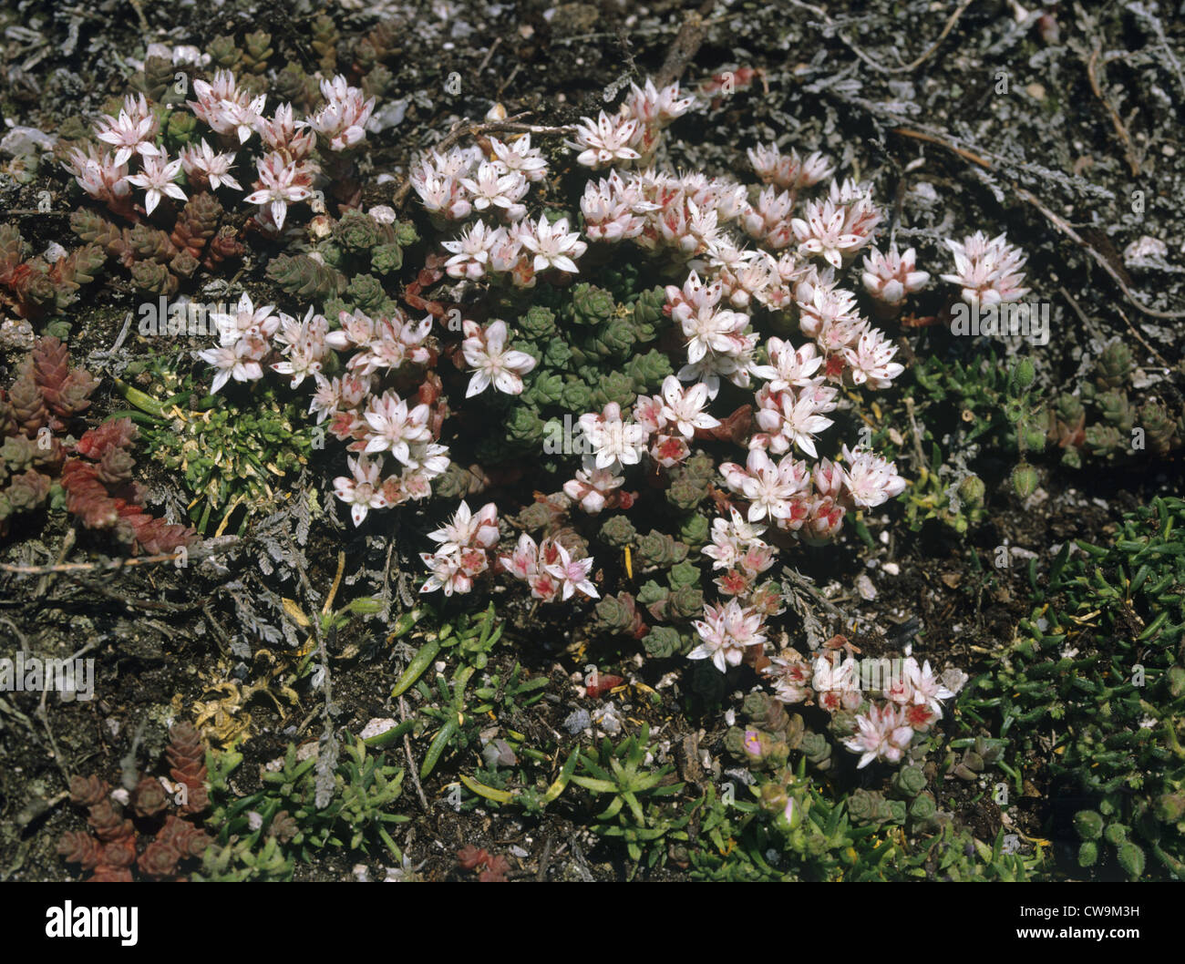 English stonecrop hi-res stock photography and images - Alamy