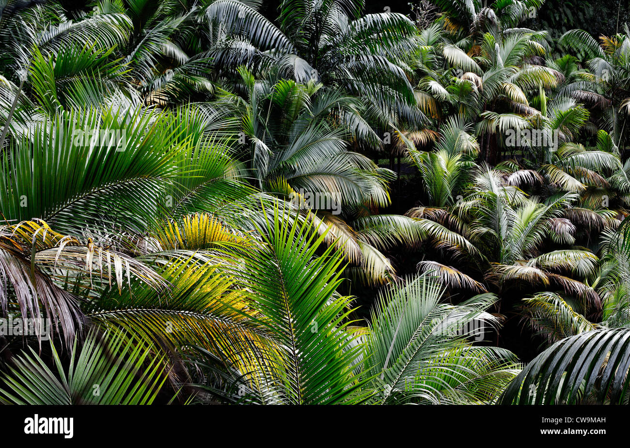 La reunion island tropical hi-res stock photography and images - Alamy