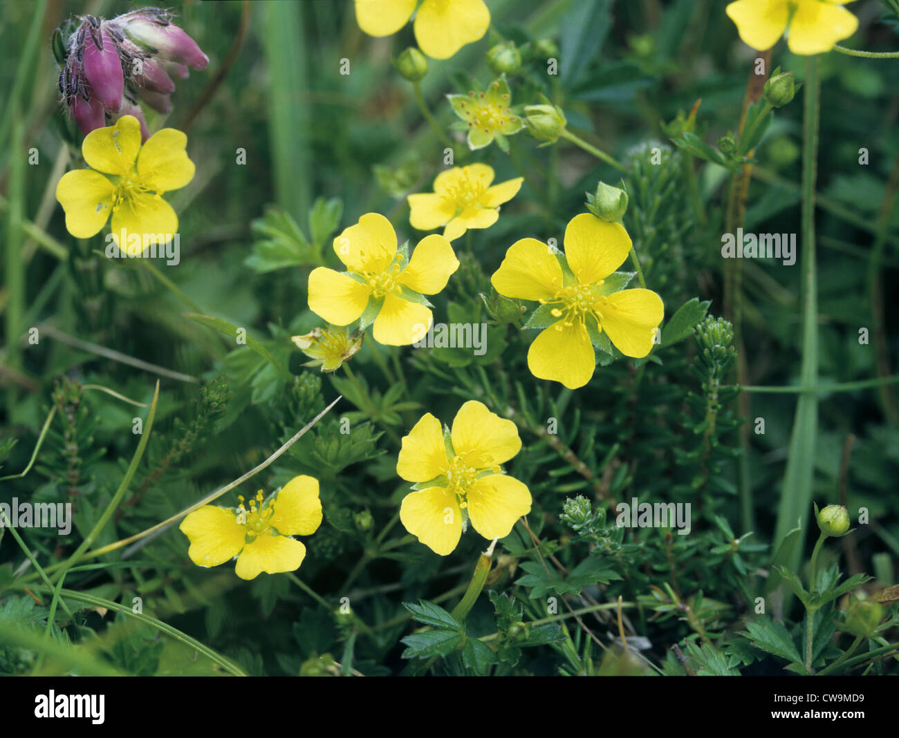 TORMENTIL Potentilla erecta (Rosaceae Stock Photo - Alamy