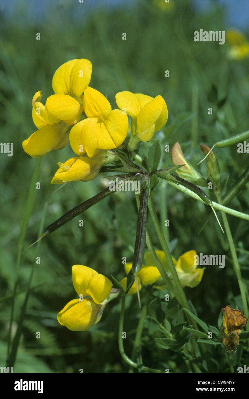 COMMON BIRD’S-FOOT-TREFOIL Lotus corniculatus (Fabaceae Stock Photo - Alamy