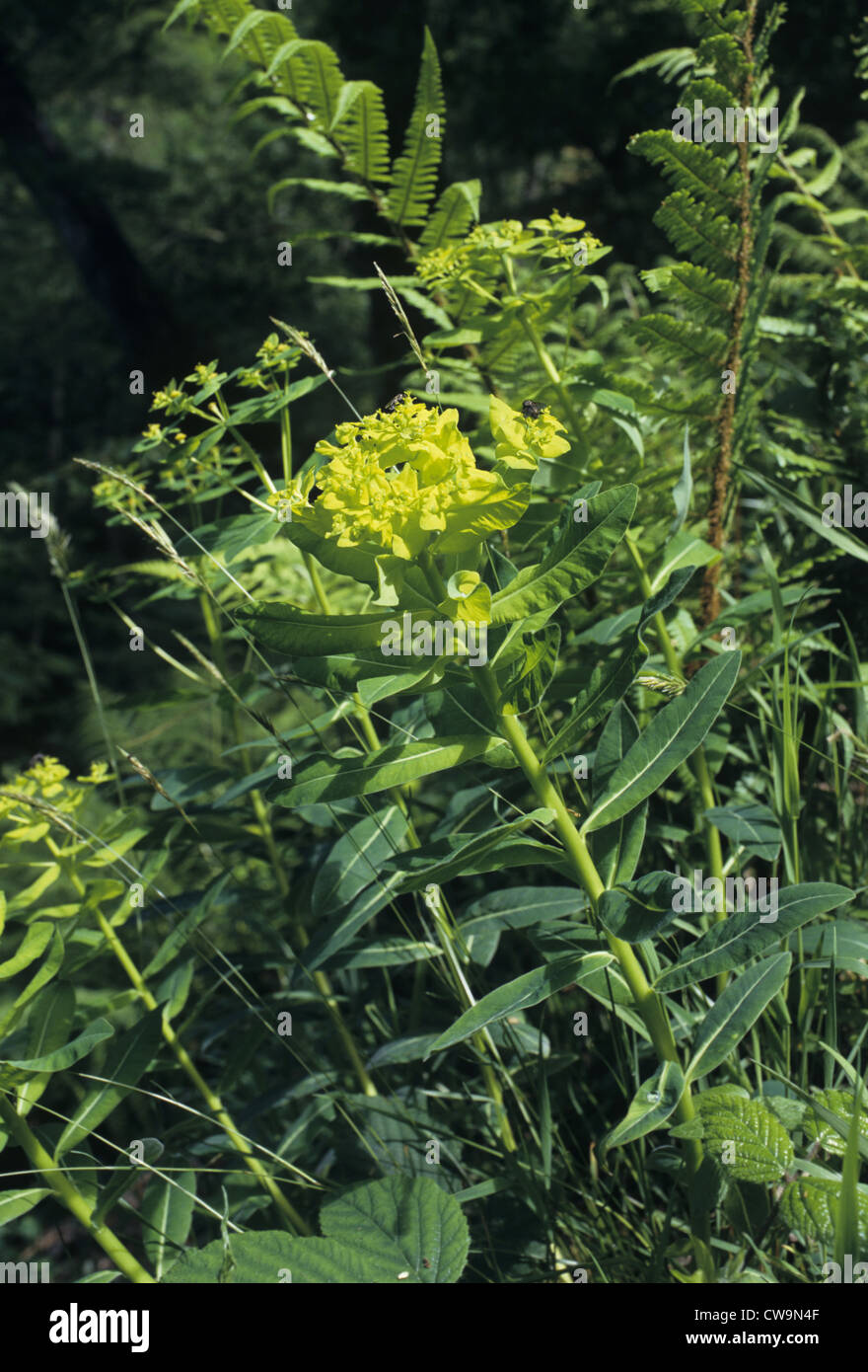 IRISH SPURGE Euphorbia hyberna (Euphorbiaceae Stock Photo - Alamy