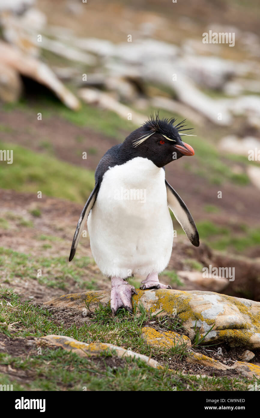 Rockhopper Penguin (Eudyptes chrysocome chrysocome), Western subspecies ...