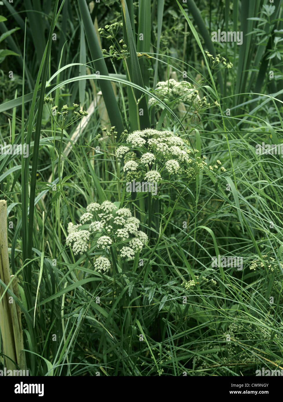 Cowbane hi-res stock photography and images - Alamy