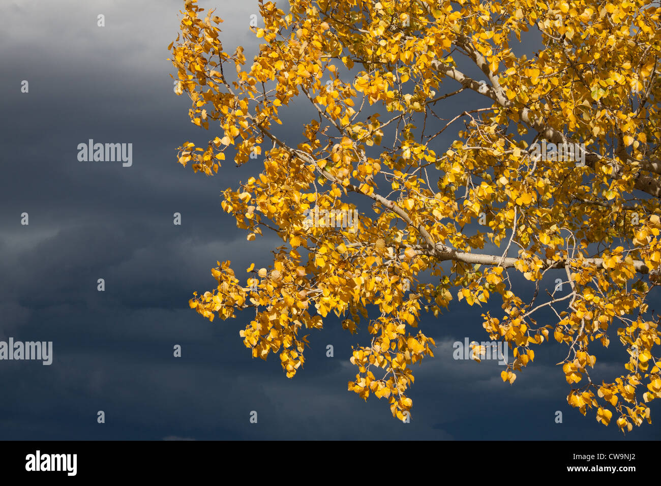 Autumn leaves on stormy sky background Stock Photo - Alamy