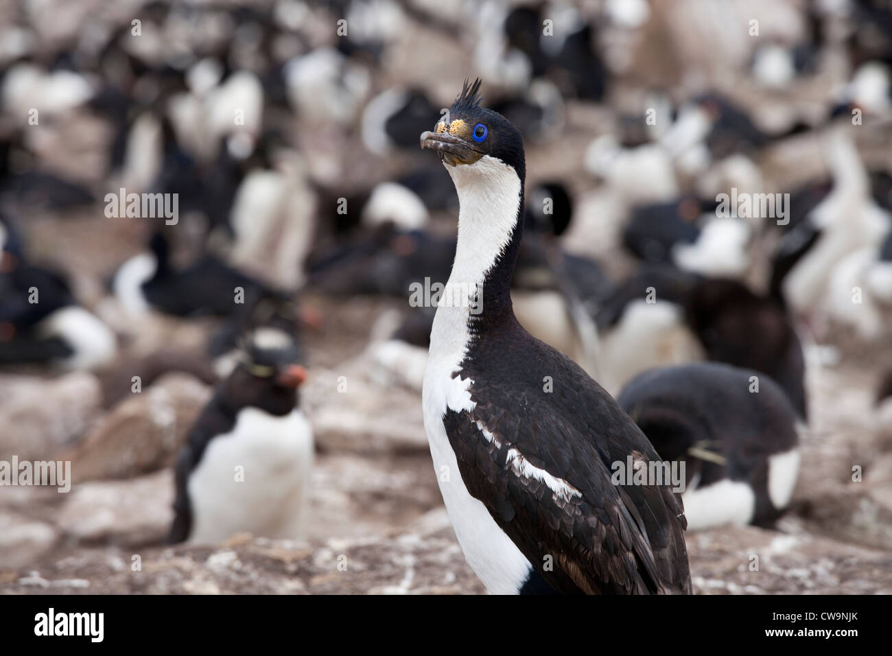 Imperial Cormorant (Phalacrocorax atriceps albiventer) next to it's ...