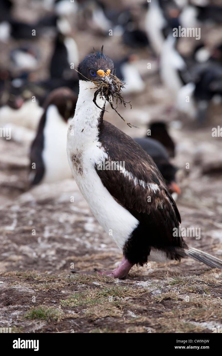 Imperial Cormorant (Phalacrocorax atriceps albiventer) with nesting ...