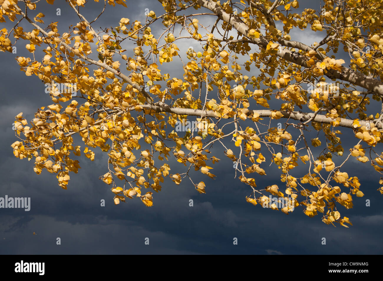 Autumn leaves on stormy sky background Stock Photo - Alamy