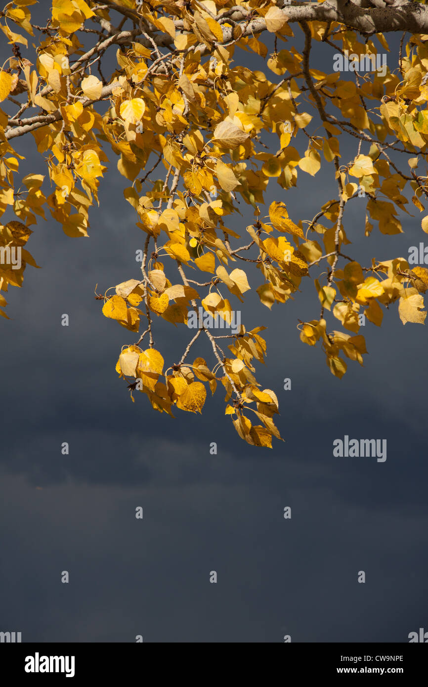 Autumn leaves on stormy sky background Stock Photo - Alamy