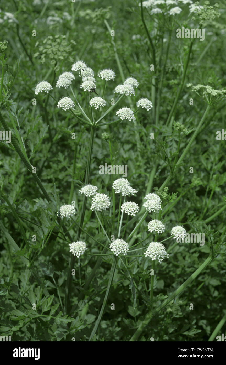 HEMLOCK Conium maculatum (Apiaceae Stock Photo - Alamy