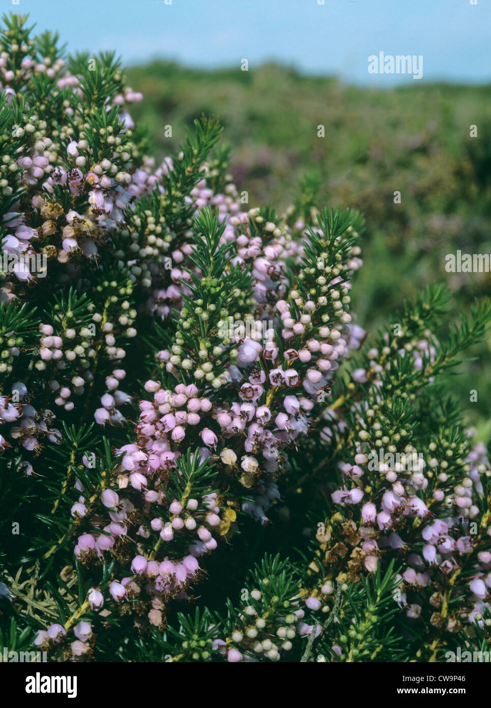 Cornish heath flower hi-res stock photography and images - Alamy