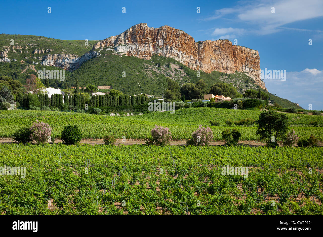 Cassis vineyard hi-res stock photography and images - Alamy