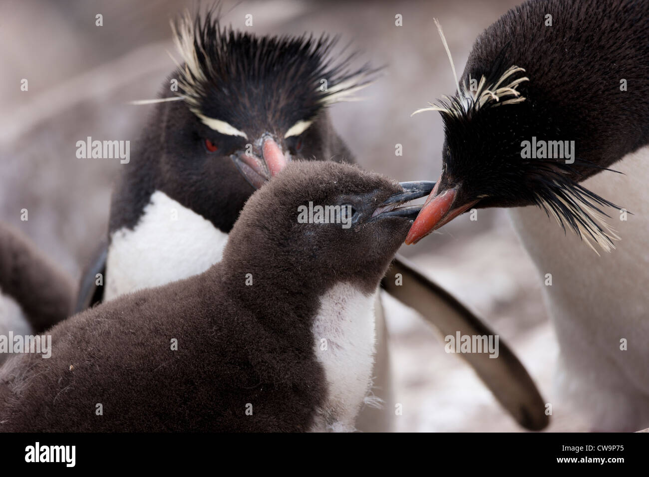 Penguin rockhopper chick hi-res stock photography and images - Alamy
