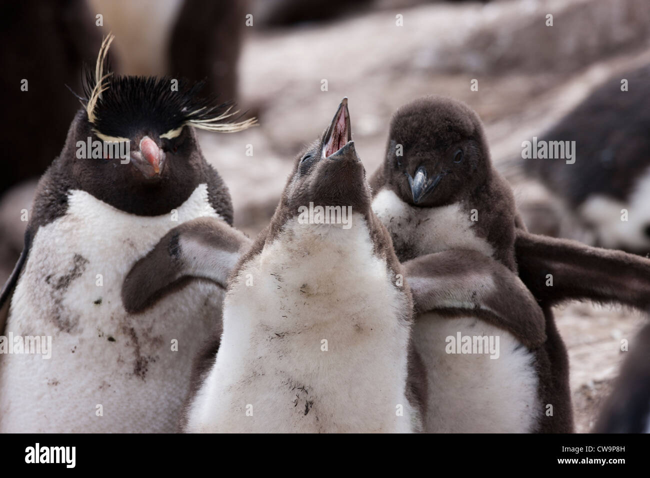 Penguin rockhopper chick hi-res stock photography and images - Alamy