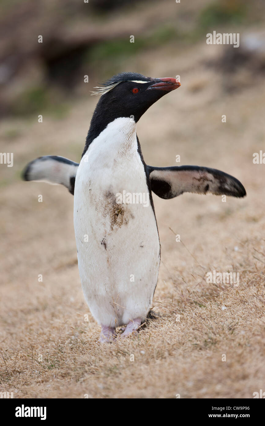 Rockhopper Penguin (Eudyptes chrysocome chrysocome), Western subspecies ...