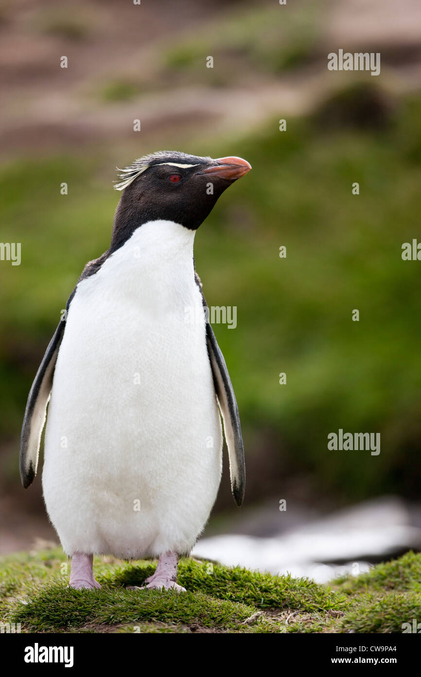 Rockhopper Penguin (Eudyptes chrysocome chrysocome), Western subspecies ...