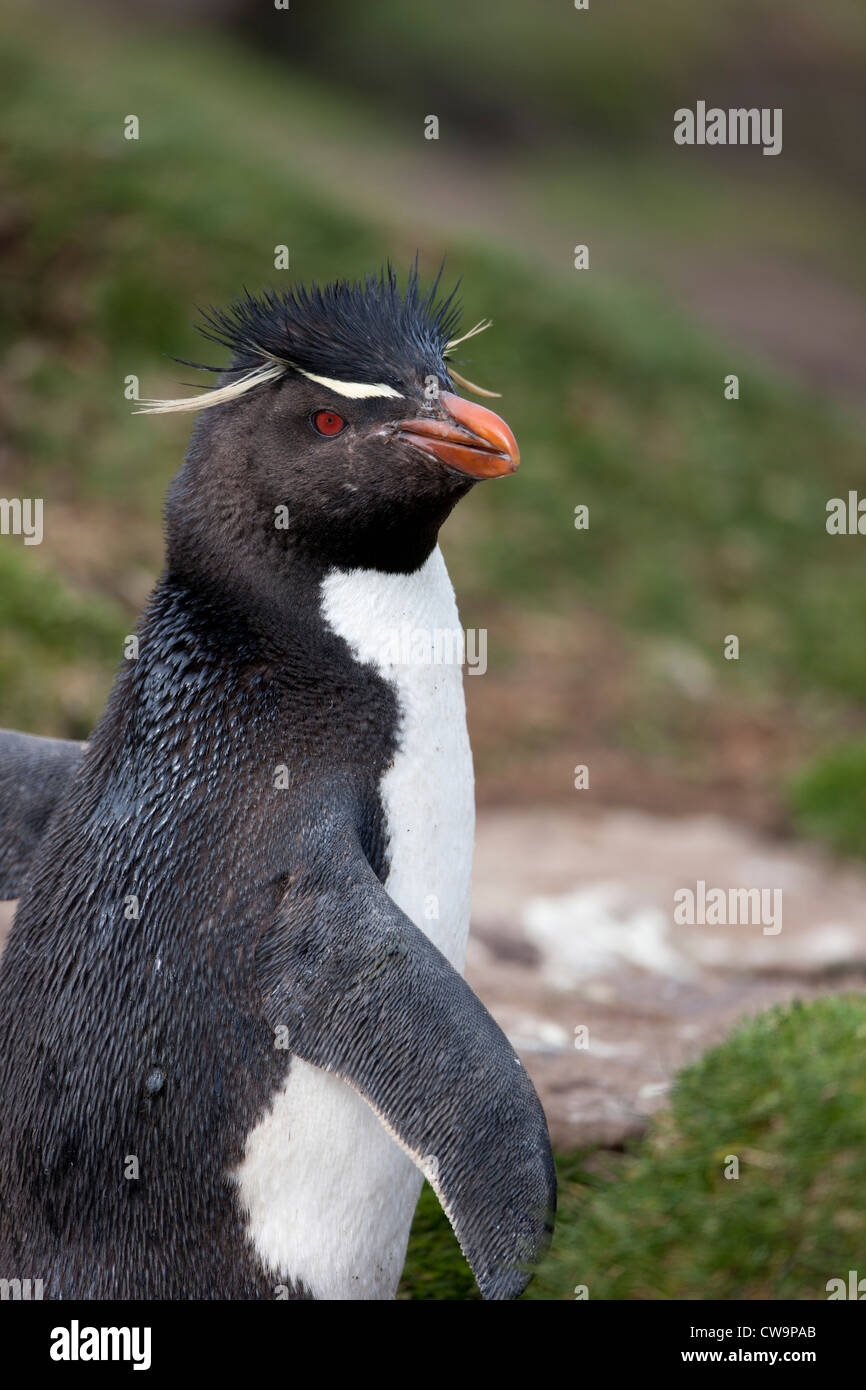 Rockhopper Penguin (Eudyptes chrysocome chrysocome), Western subspecies ...