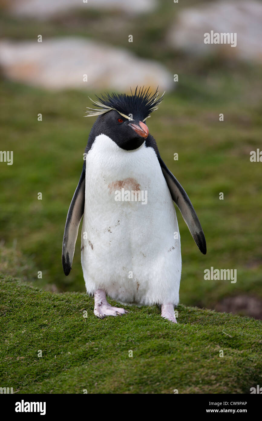 Rockhopper Penguin (Eudyptes chrysocome chrysocome), Western subspecies ...