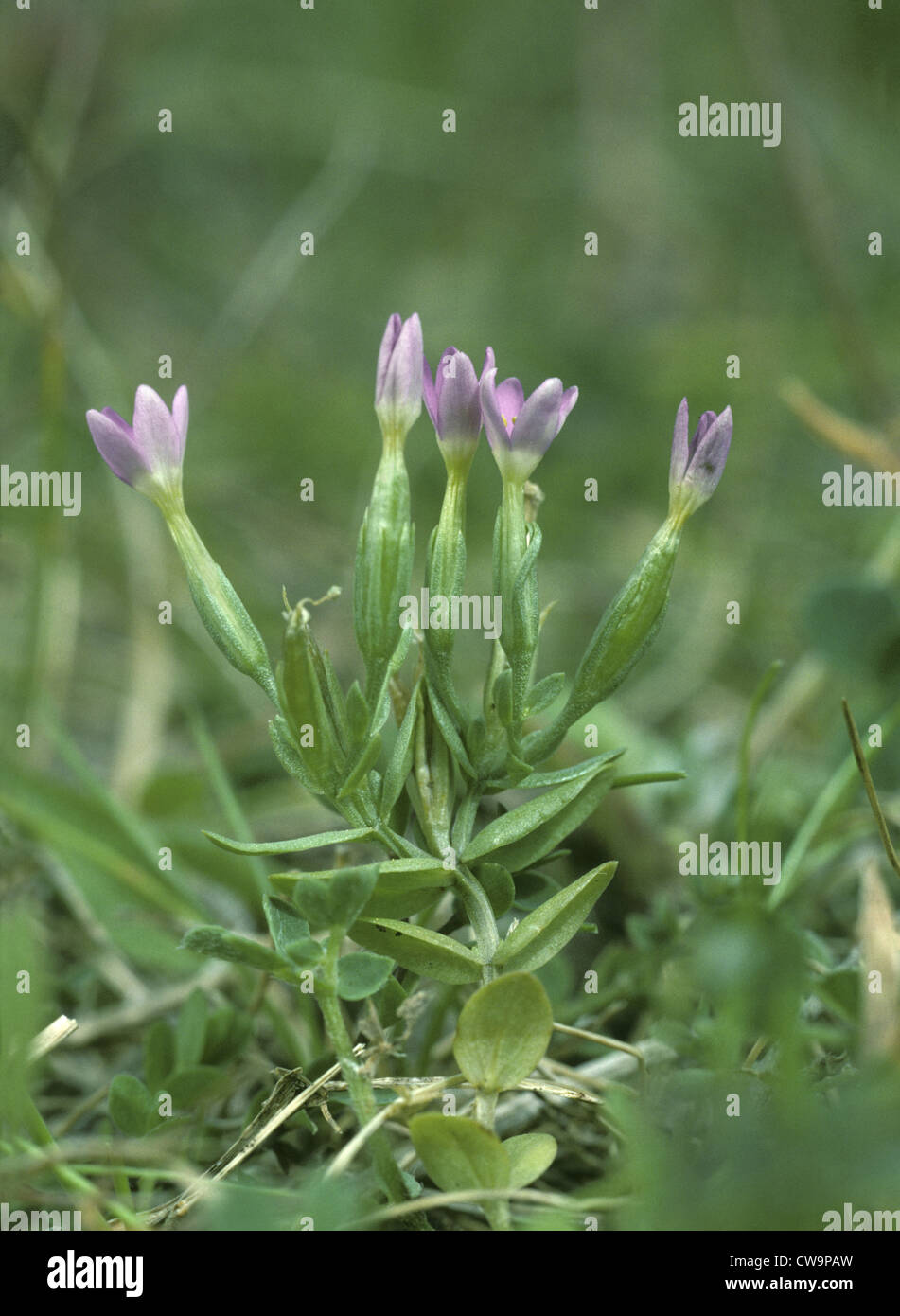 LESSER CENTAURY Centaurium pulchellum (Gentianaceae Stock Photo - Alamy