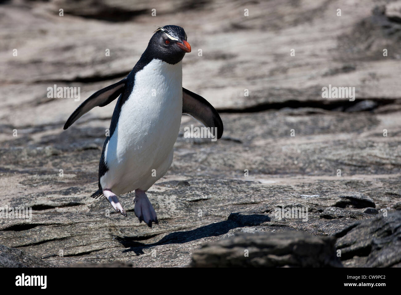 Rockhopper Penguin (Eudyptes chrysocome chrysocome), Western subspecies ...