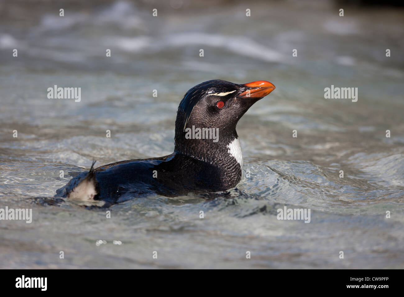 Rockhopper Penguin (Eudyptes chrysocome chrysocome), Western subspecies ...