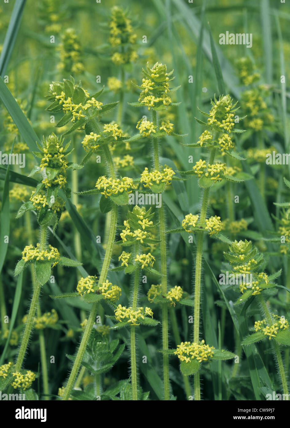 Cruciata plant hi-res stock photography and images - Alamy