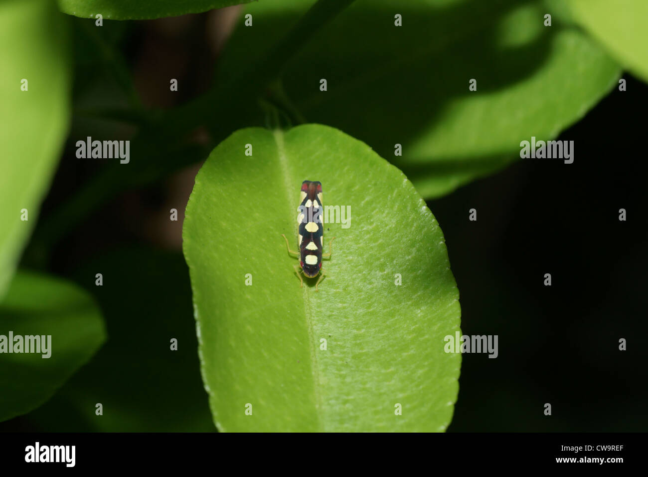 Leaf hopper insect on plant leaf Stock Photo - Alamy