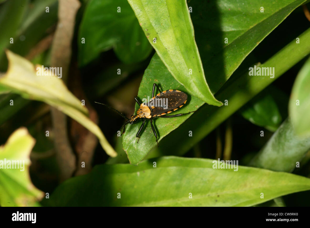 Shield bug beetle on plant leaf Stock Photo - Alamy