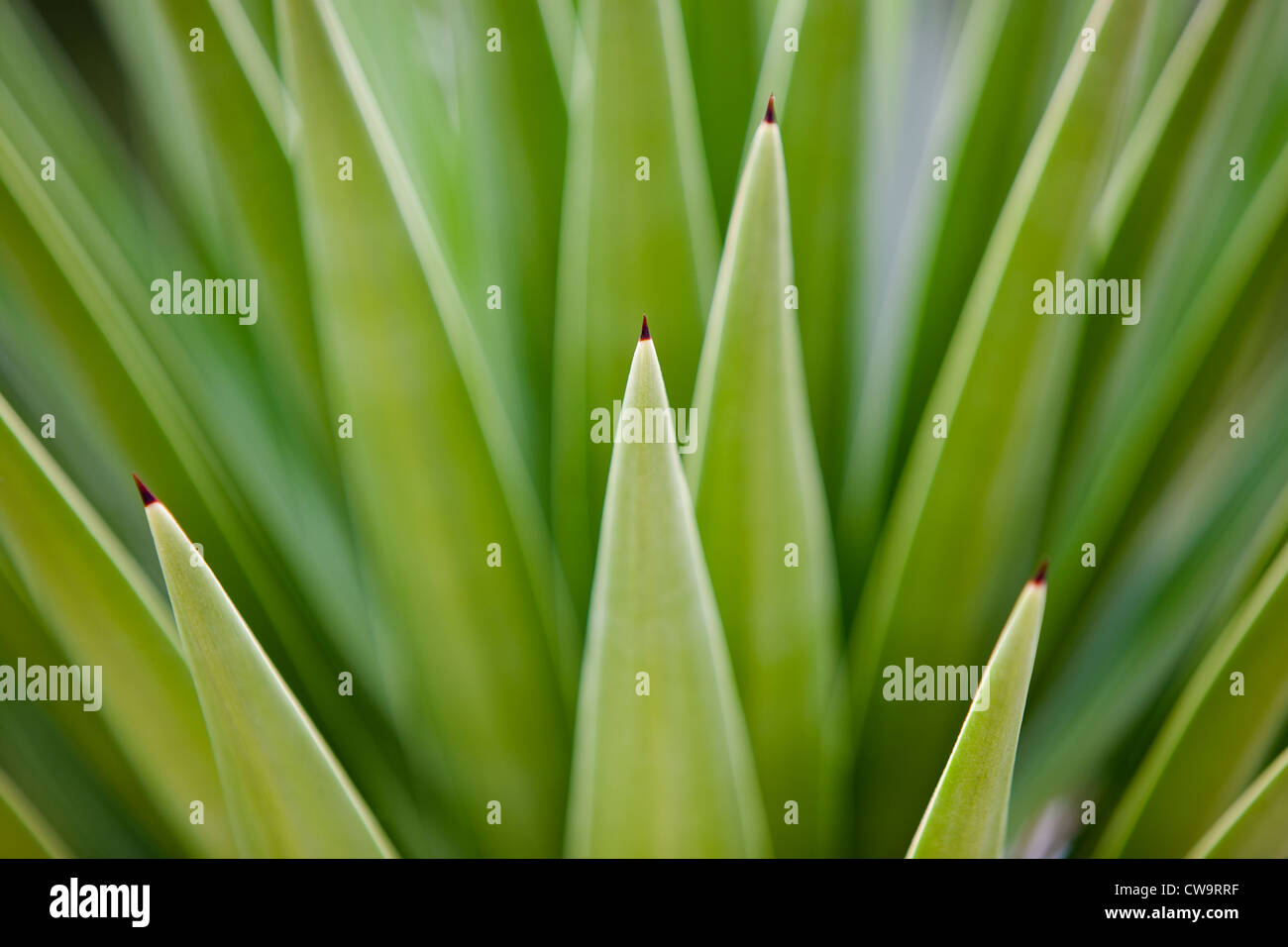 Yucca Plant Pattern High Resolution Stock Photography and Images - Alamy