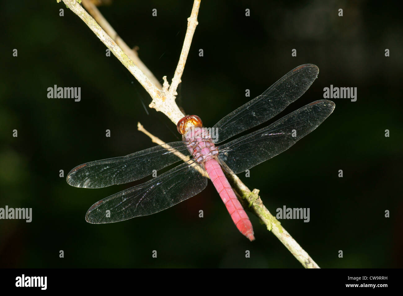 pink dragonfly on branch Stock Photo - Alamy
