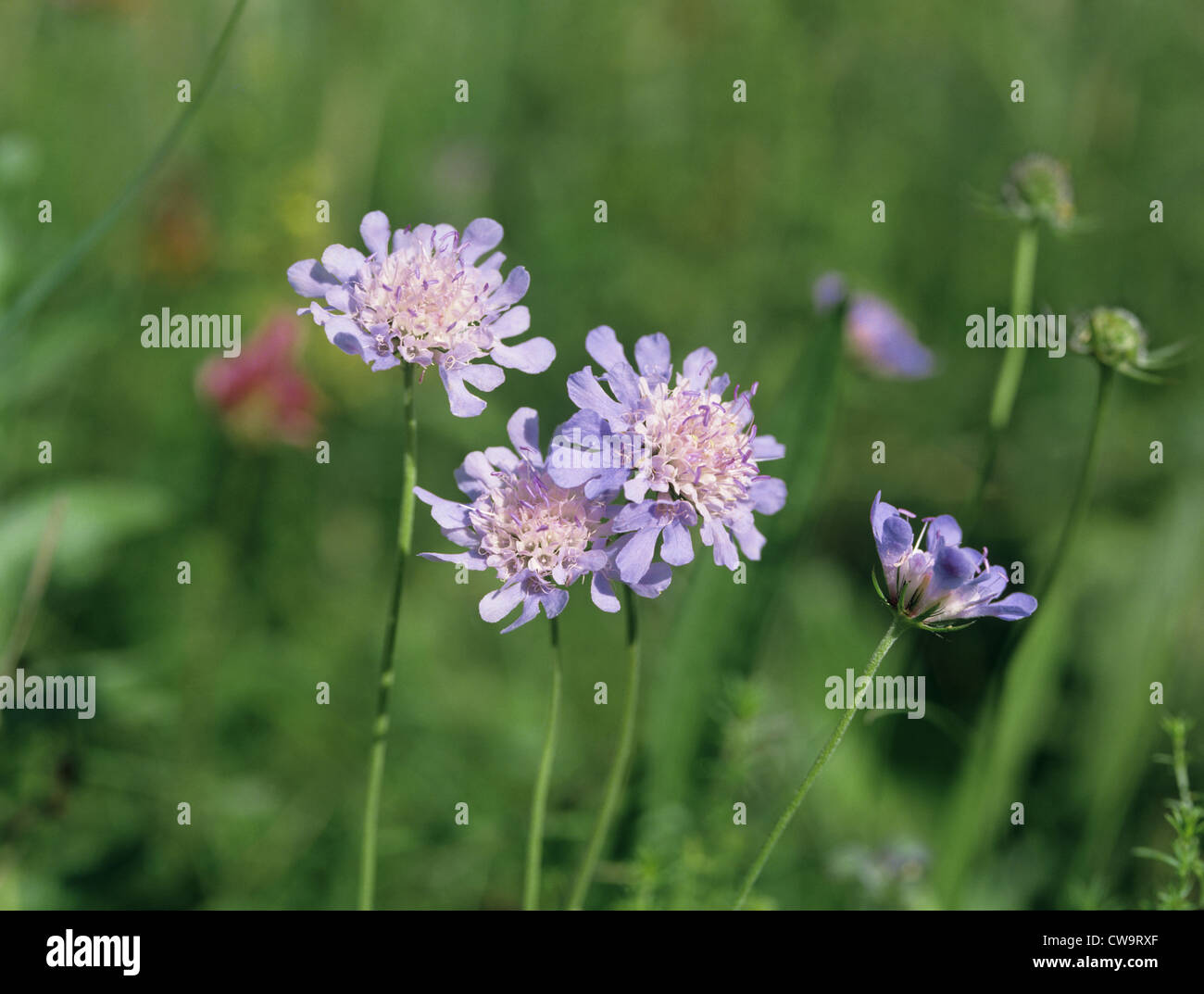 SMALL SCABIOUS Scabiosa columbaria (Dipsacaceae Stock Photo - Alamy