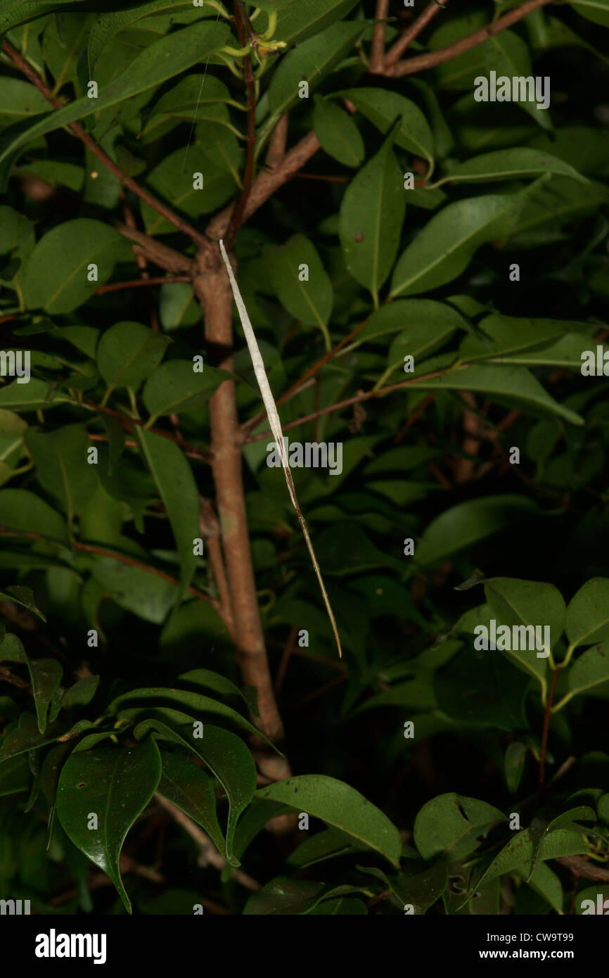 Rain forest insect Stock Photo - Alamy