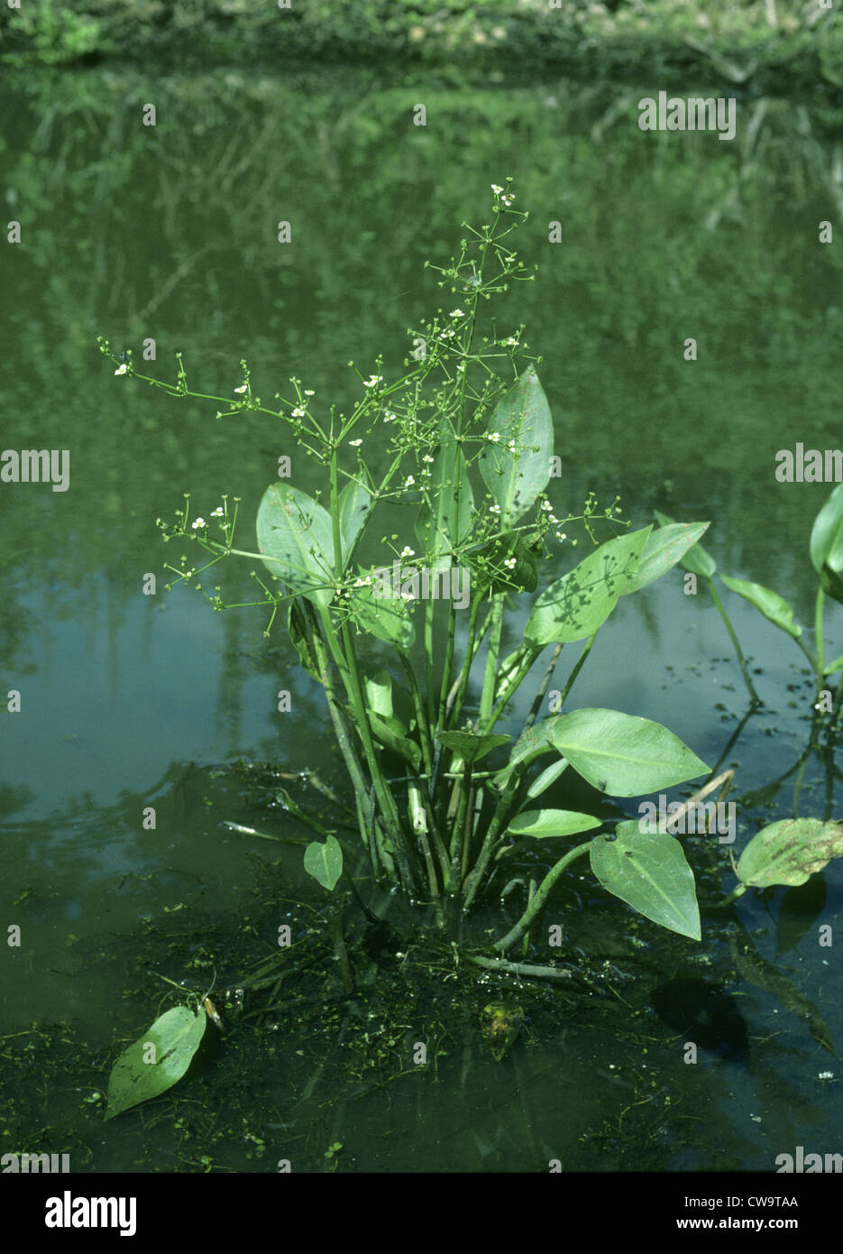 WATER-PLANTAIN Alisma plantago-aquatica (Alismataceae Stock Photo - Alamy