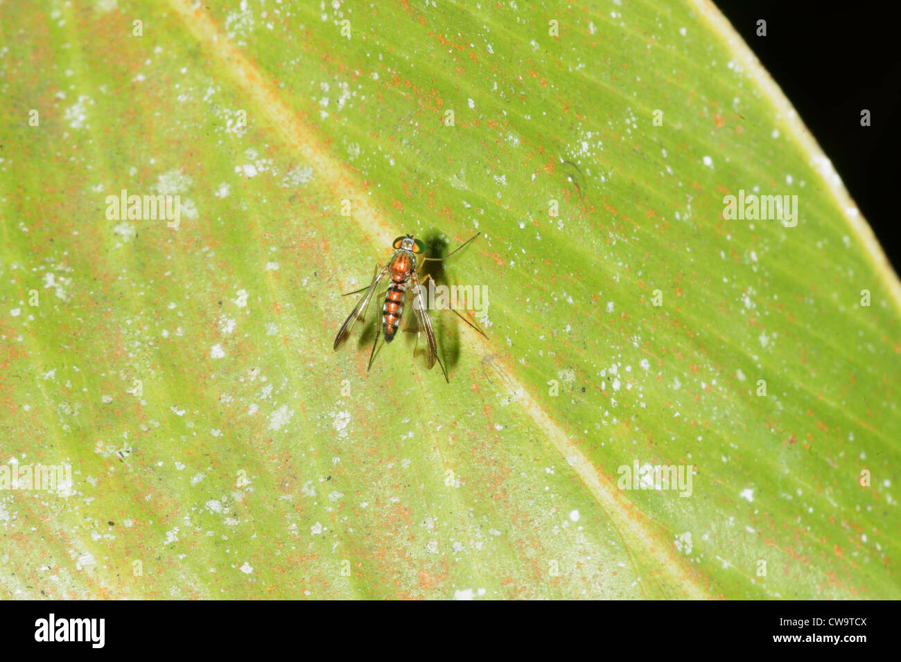 orange and black fly on leaf Stock Photo - Alamy